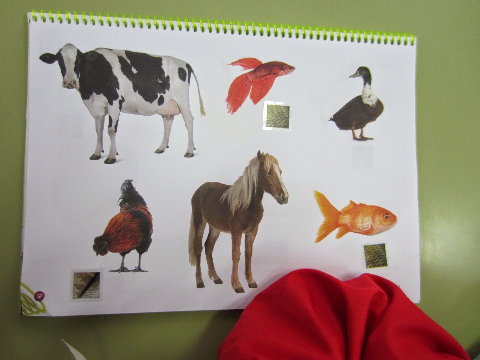BLOG DE PATRI, educación infantil: ¿PELO - ESCAMAS - PLUMAS?