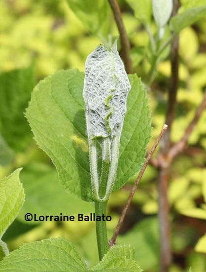 Success With Hydrangeas