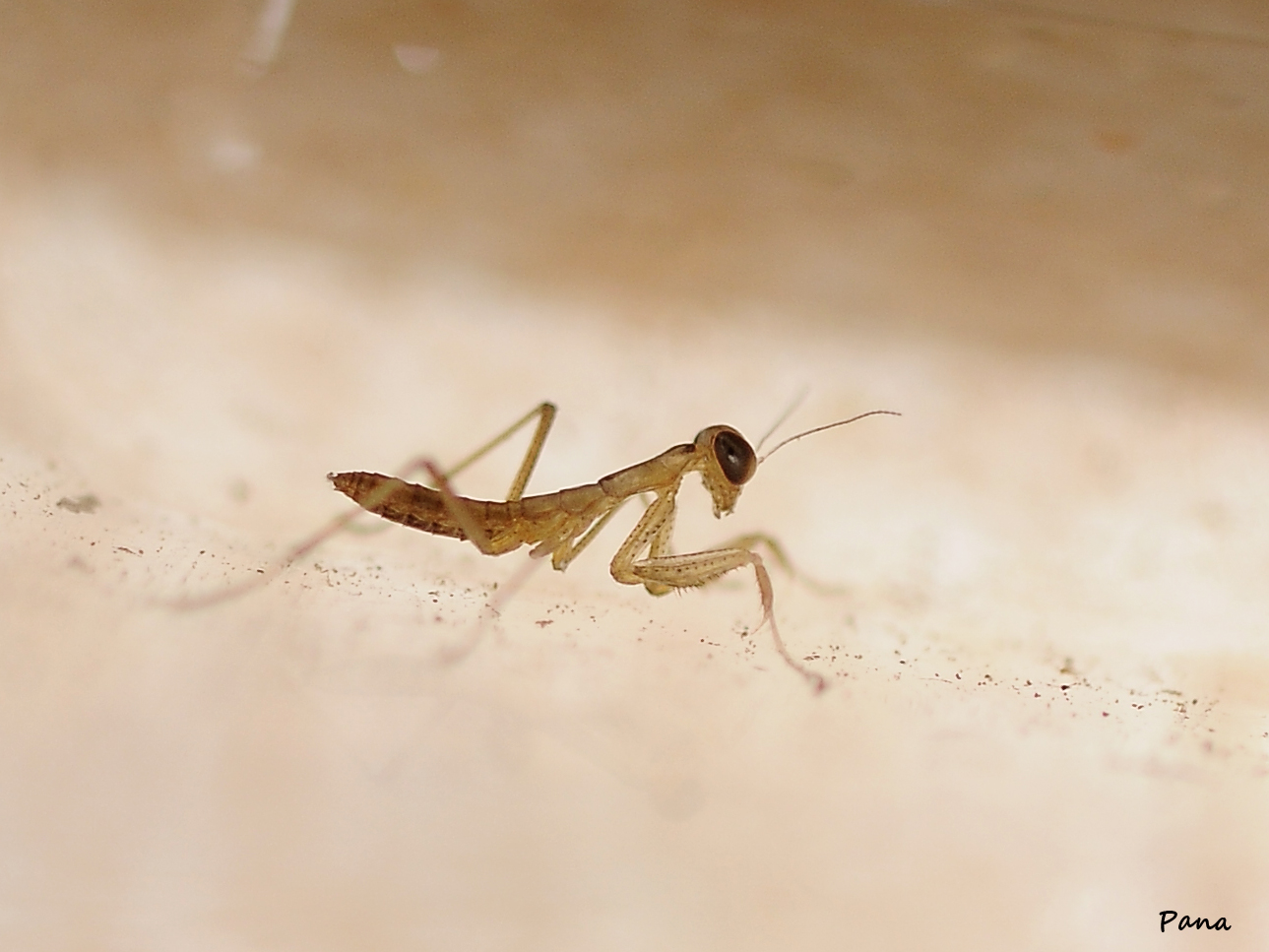 Pana - Lo que el ojo no ve: Nacimiento de una Mantis Religiosa