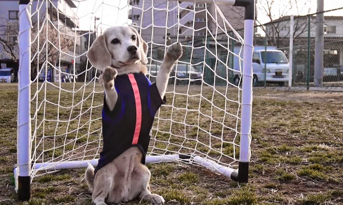 Conoce a Purin el super beagle que debería estar en el mundial - Seamos ...
