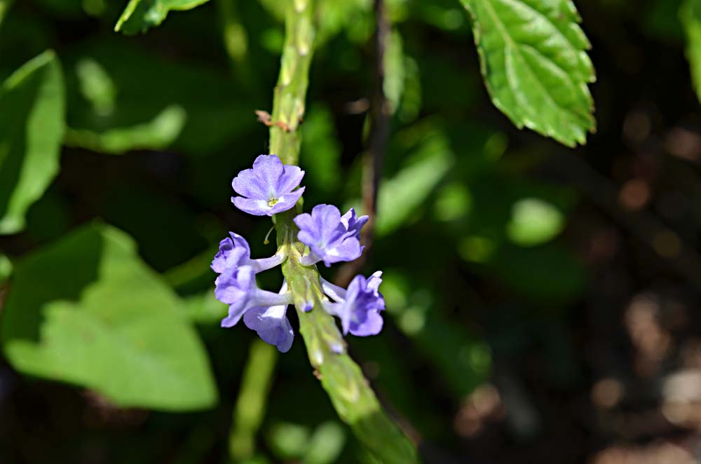 Space Coast Wildflowers: Pelican Island NWR, August 19, 2012