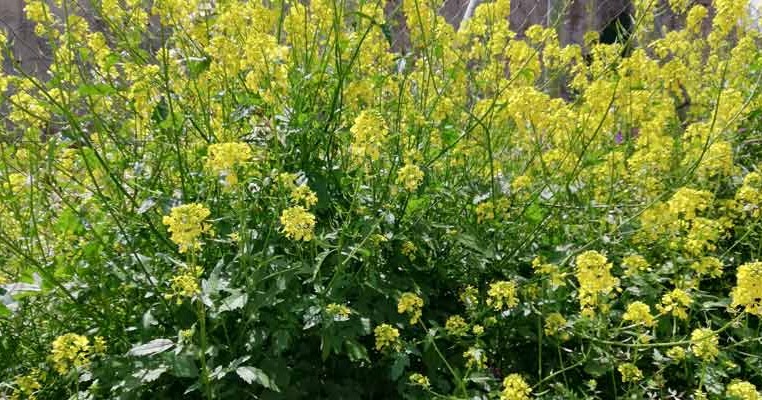 Algo así como un herbario: ERISIMO. JARAMAGO. SISYMBRIUS OFFICINALE