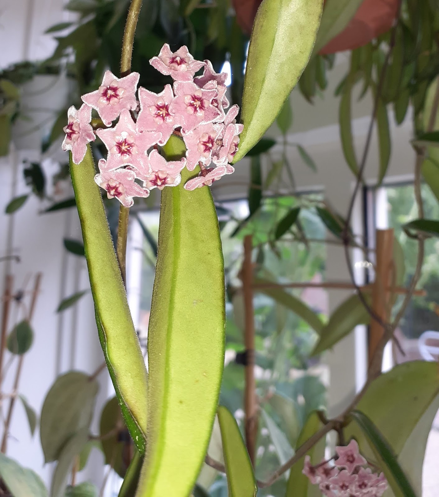 Gerrit's Hoya flowers: Hoya 'Minibelle'