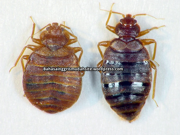 PENGENDALIAN HAMA TERPADU PADA TANAMAN VANILI (Vanilla planifolia)