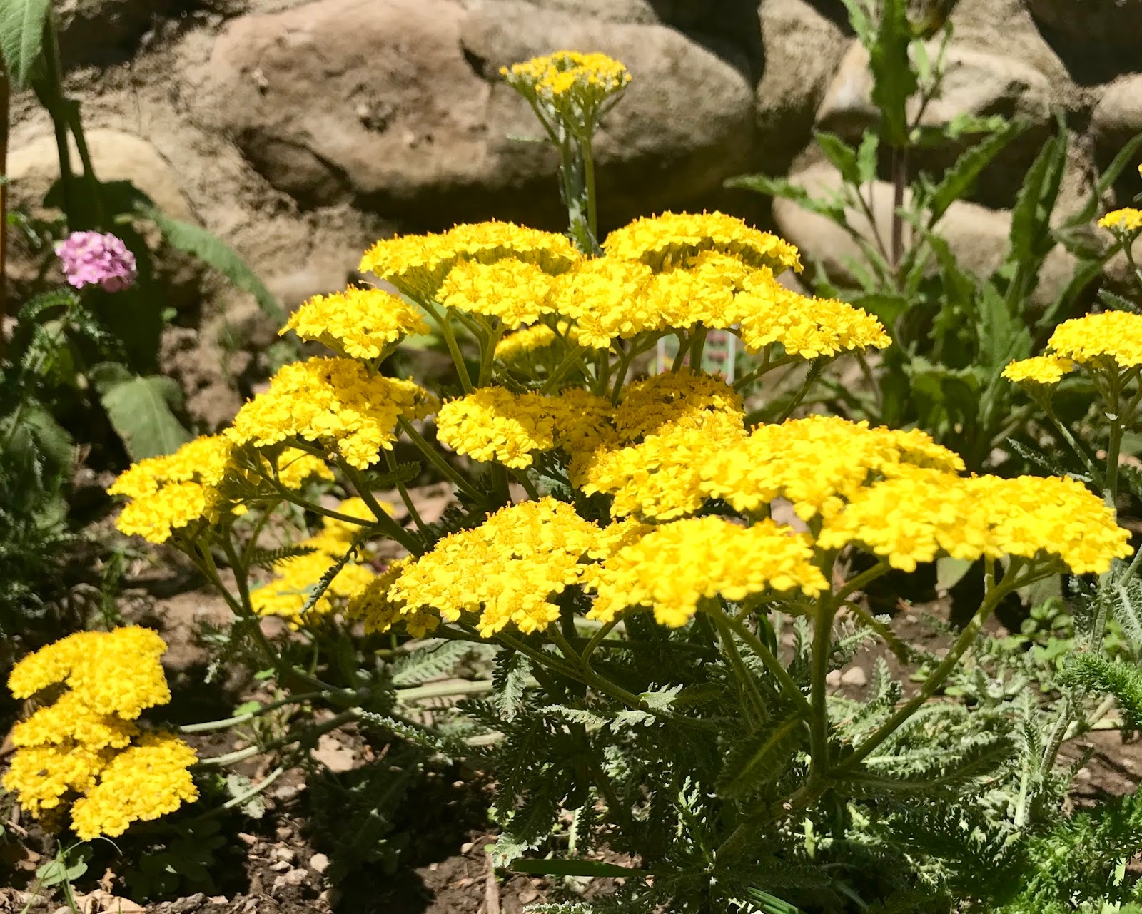 On Discovering A Garden: Gopher Resistant Plants