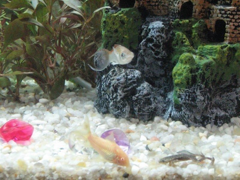 Ciri-Ciri Ikan Sakit atau Stress? Baca Ini