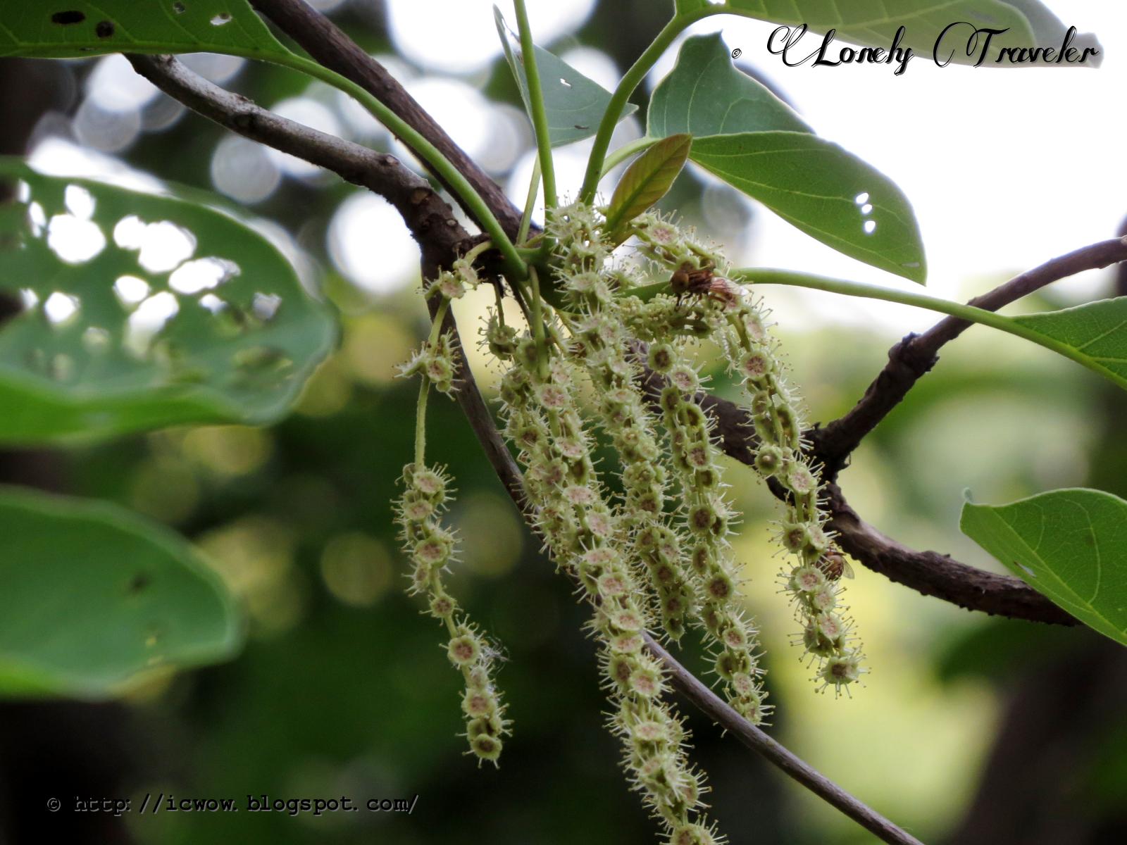 Bohera ful (বহেড়া ফুল) - Terminalia bellirica
