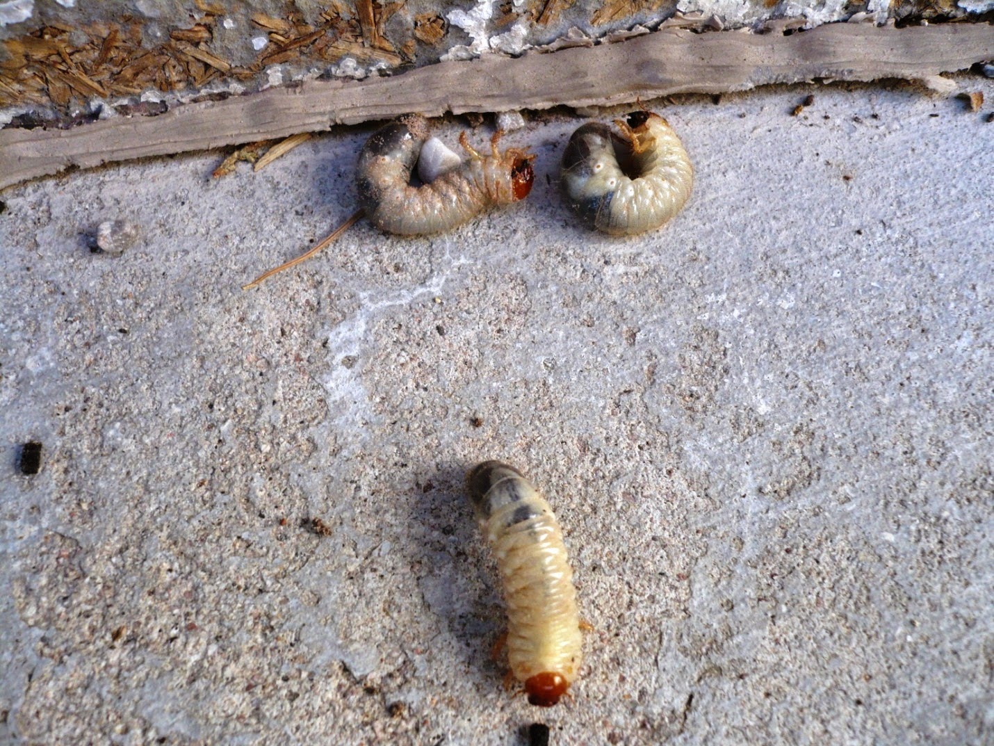 Xtremehorticulture of the Desert: Poor Growth of Lantana Due to Grubs