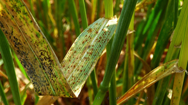 diseases of wheat