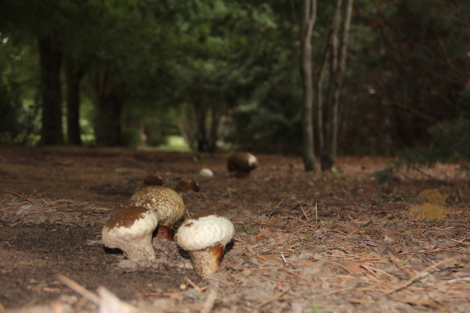 The Kansas Outback: Fun Fungi