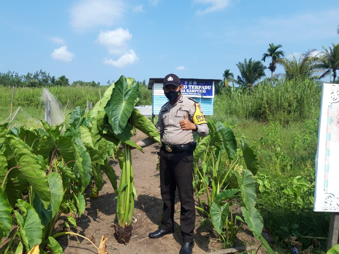 Budidaya Tanaman Talas Pratama bersama Bhabinkamtibmas Kelurahan Sungai ...