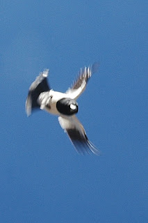 The Nature of Robertson: Quick trip to Gloucester