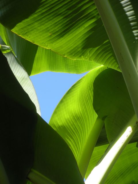 goldengreenandbluedays: for the love of matoke...