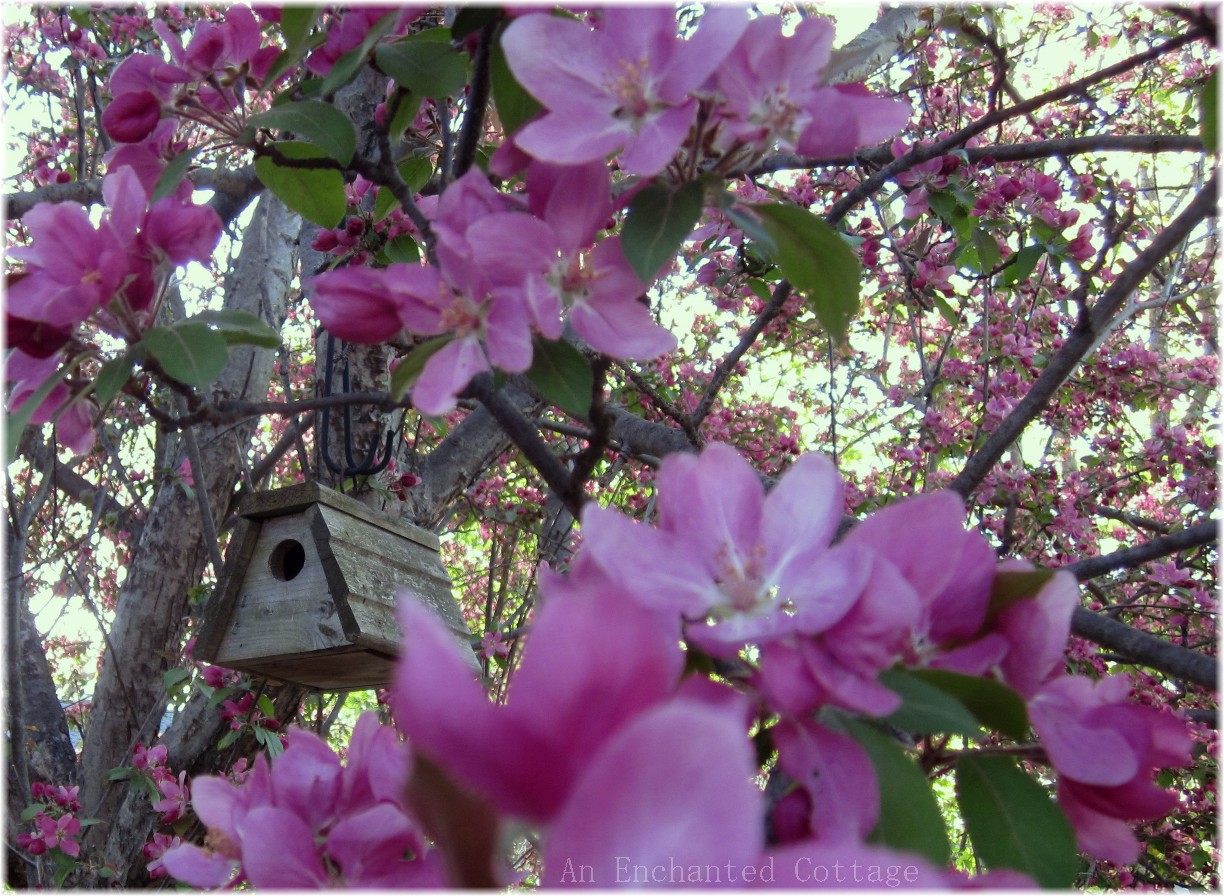 An Enchanted Cottage: Our pink flowering hoppa crab trees are in full ...