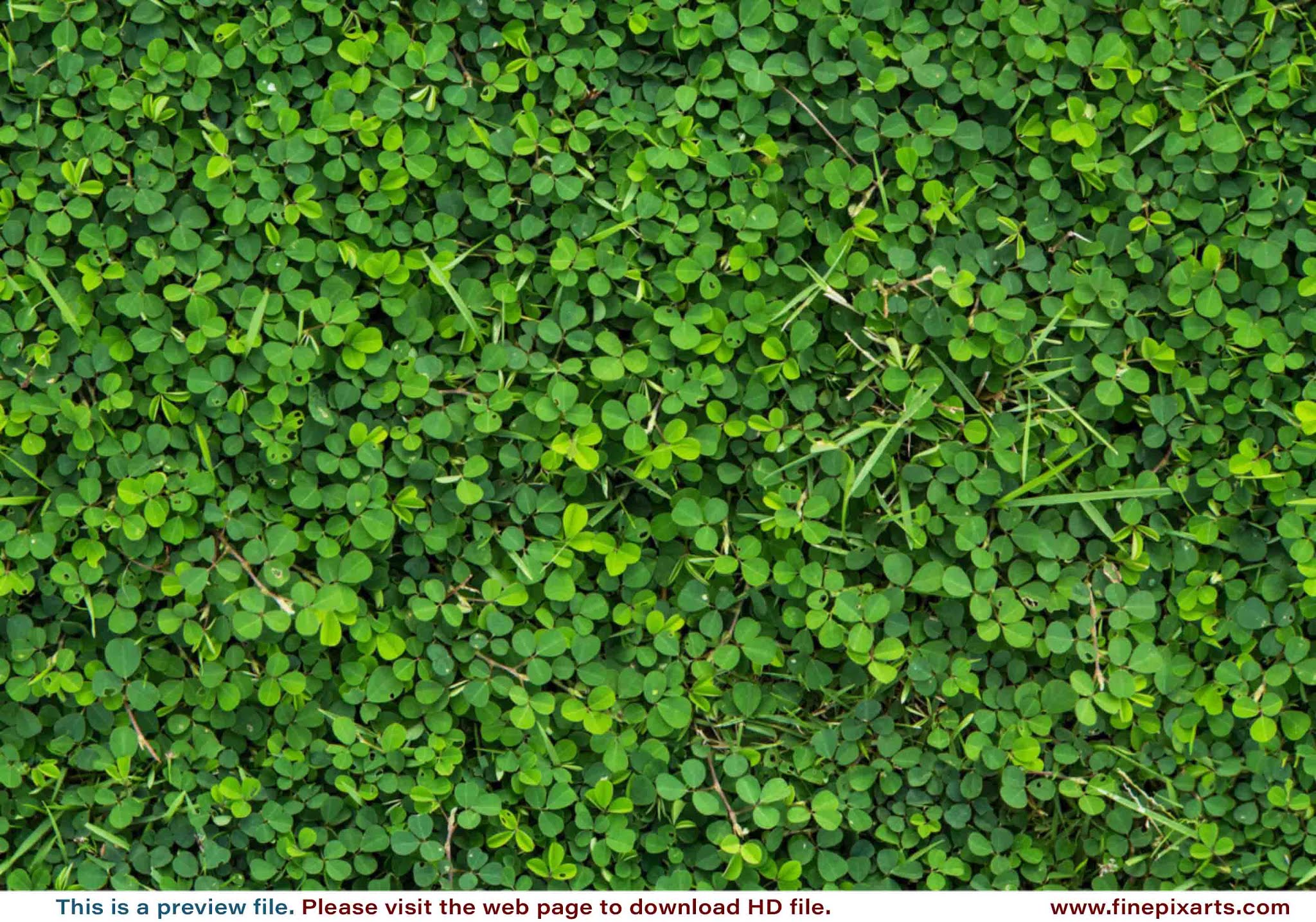 Creeper Texture 00010