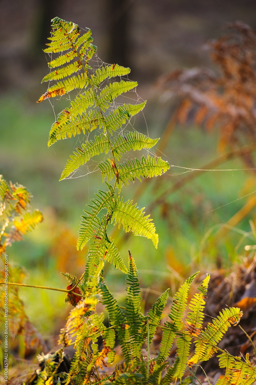 Fotobestiali: Fagiana four Seasons