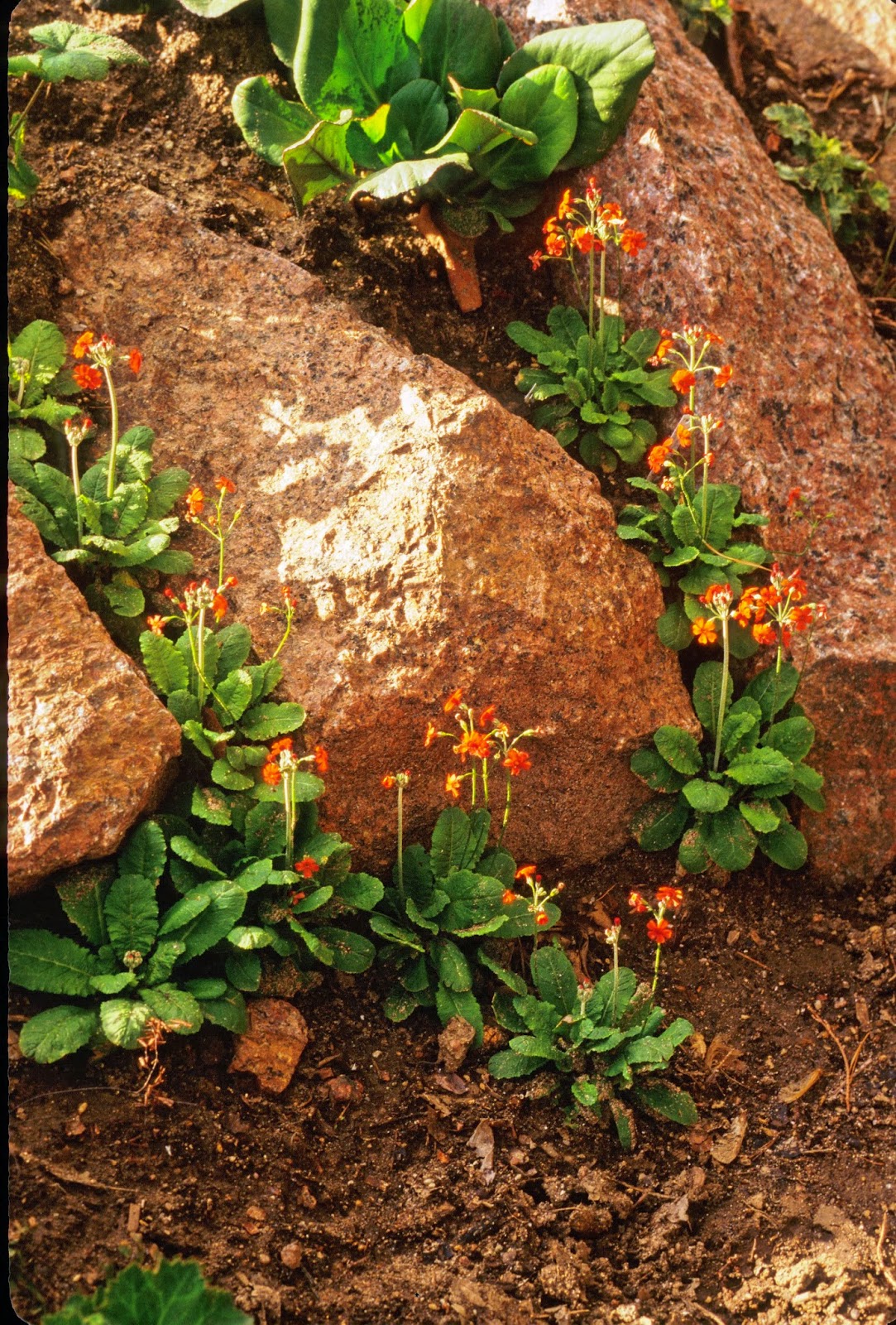 Prairiebreak: "Remembrance, like Rembrandt, is dark but festive"