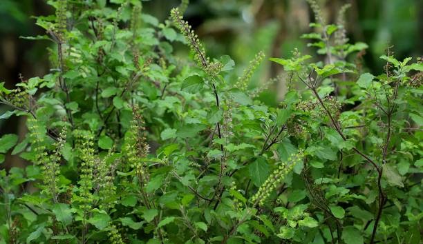 Tulsi Plant Uses | Uses of Its Leaves, Roots Seeds & Stems - KNOWLEDGE ...