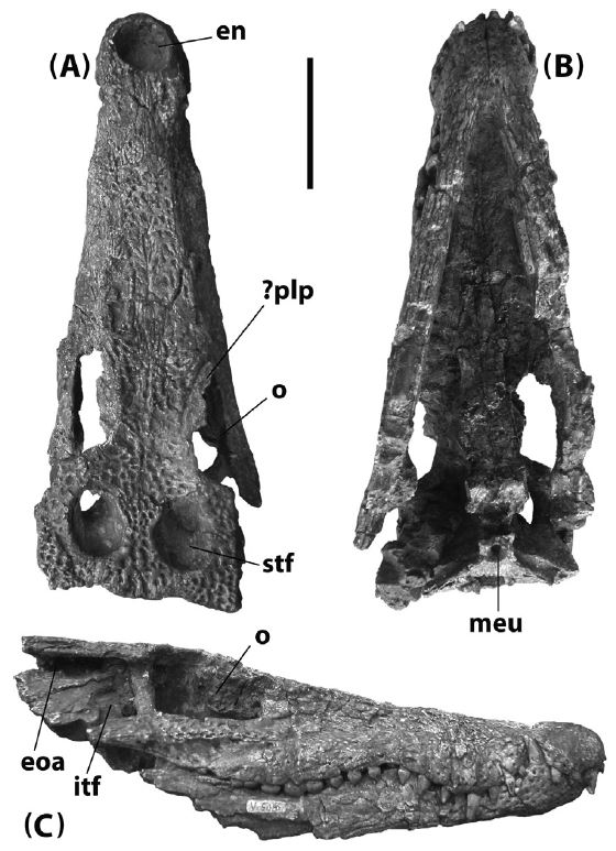 EL JOVE PALEONTÒLEG: L'evolució i la filogènia dels crocodilomorfs ...