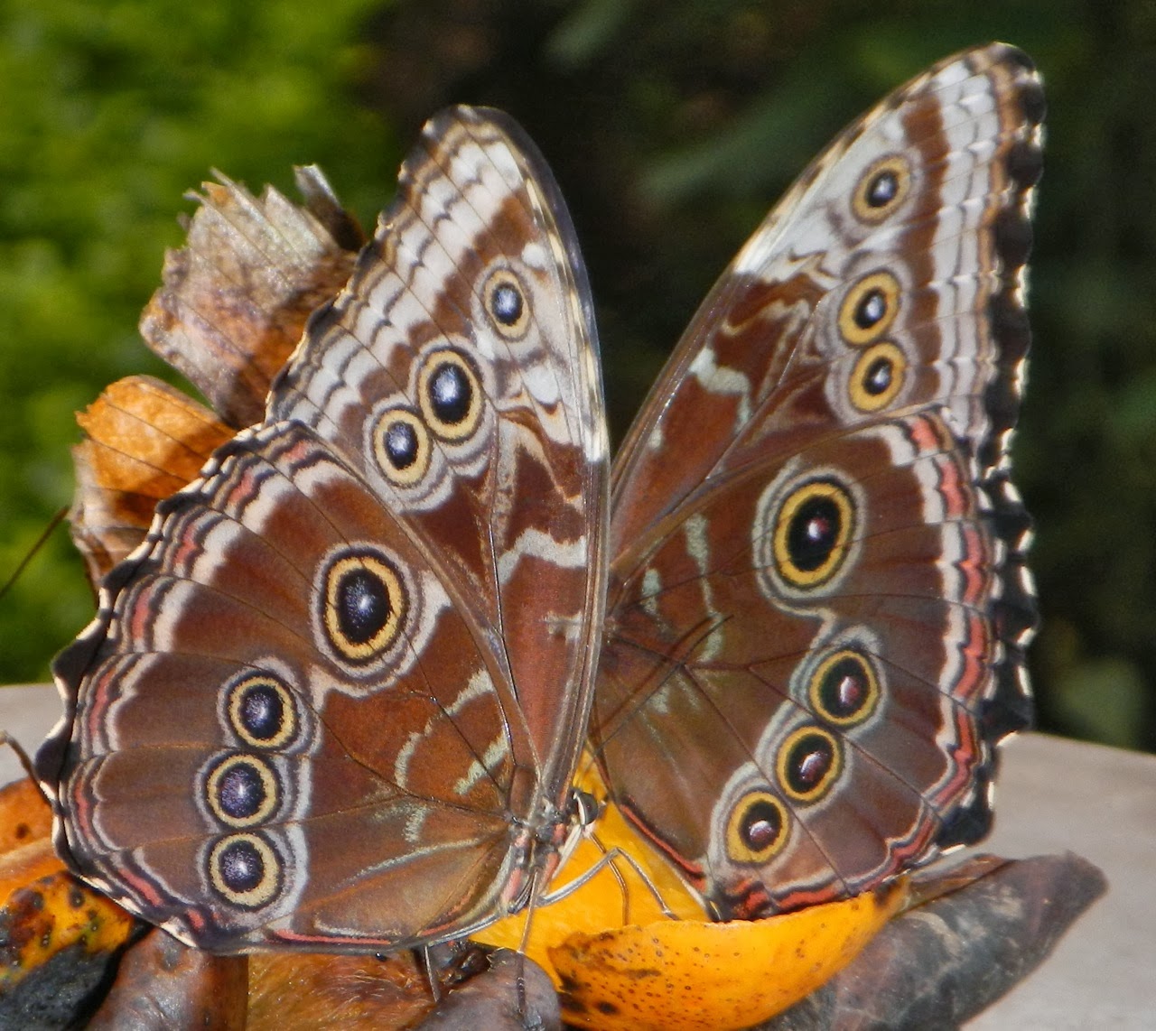 Trip Time: Blue Morpho Butterflies