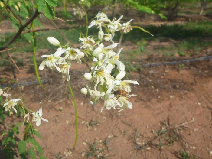 MORINGA: Growing Moringa Oleifera in Australia from Seeds. - Moringa ...