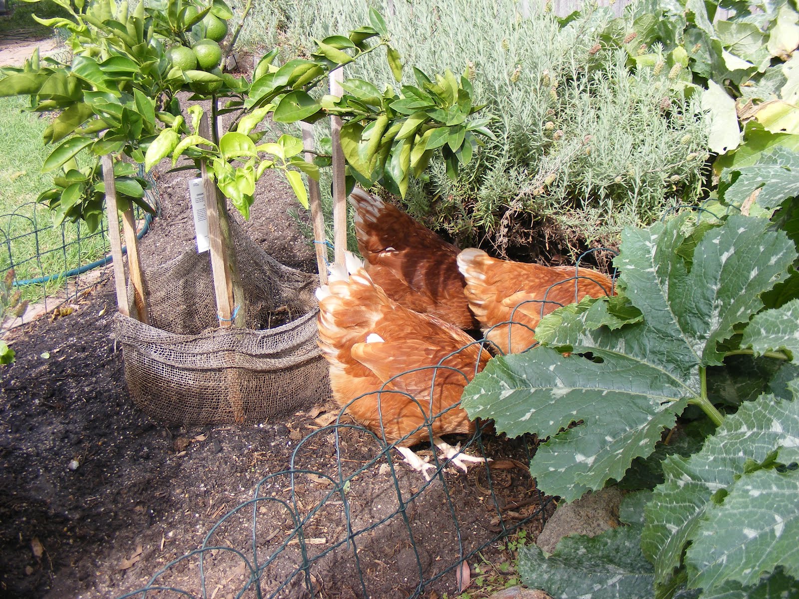 Backyard Self-Sufficiency: 13. All Things Chooky (or How to Build a ...