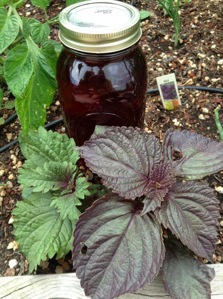 Red Shiso Syrup