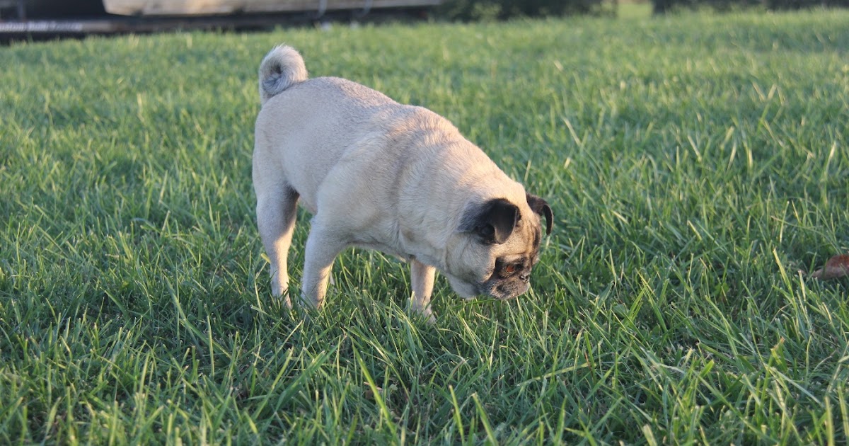The Macy Dixie Line: Pug Fall Photo Shoot