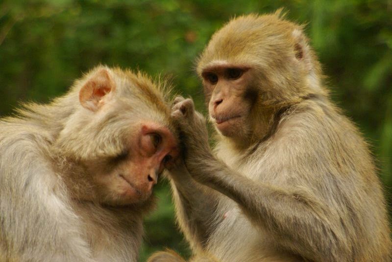 Un changuito - Imagui