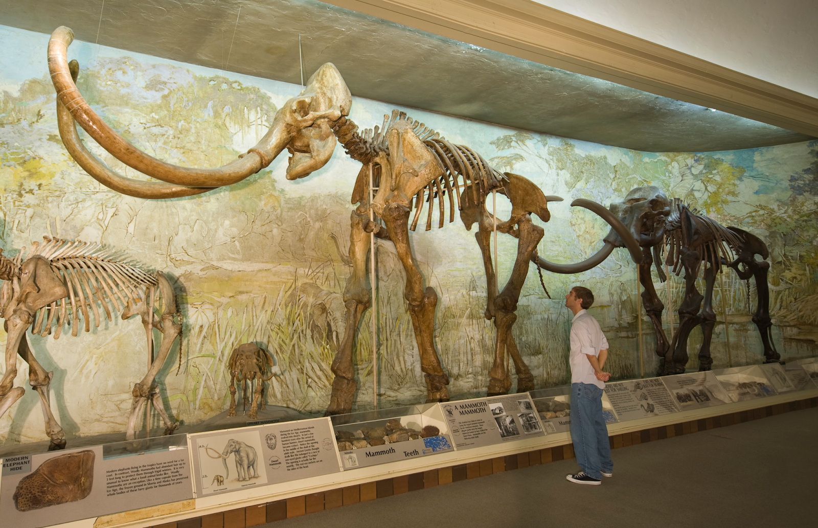 Smithsonian Annual Museum Day