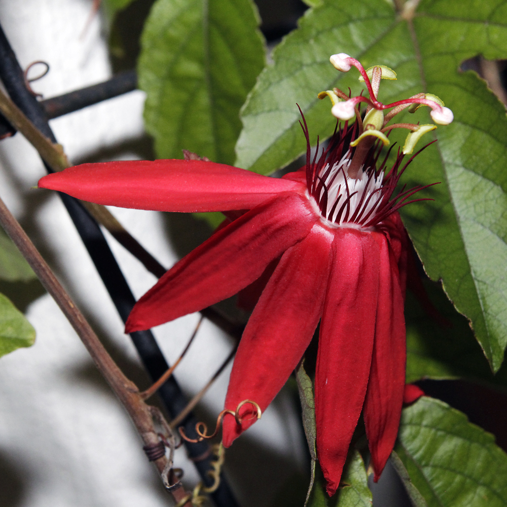 Gibberish: Thrill of an early spring, redux