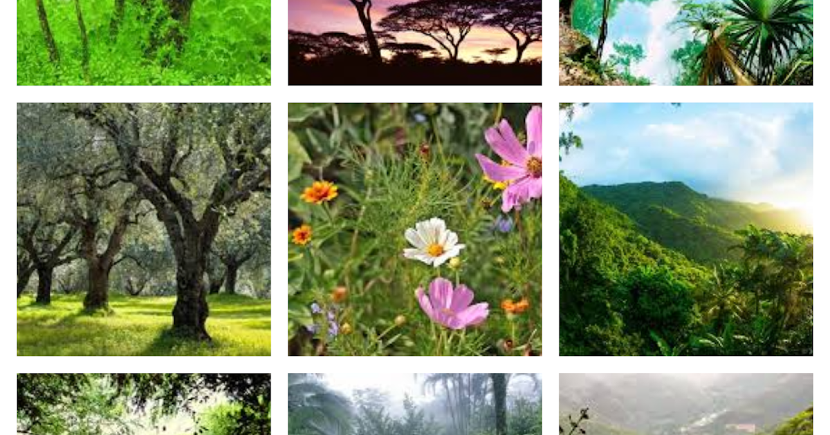 TIC-derecho-UAGRO--Maga.: COLLAGE