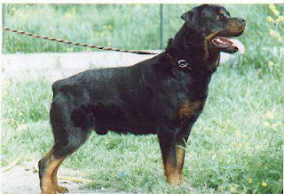 Dachshund Dog: Picture Of Rottweiler Dog