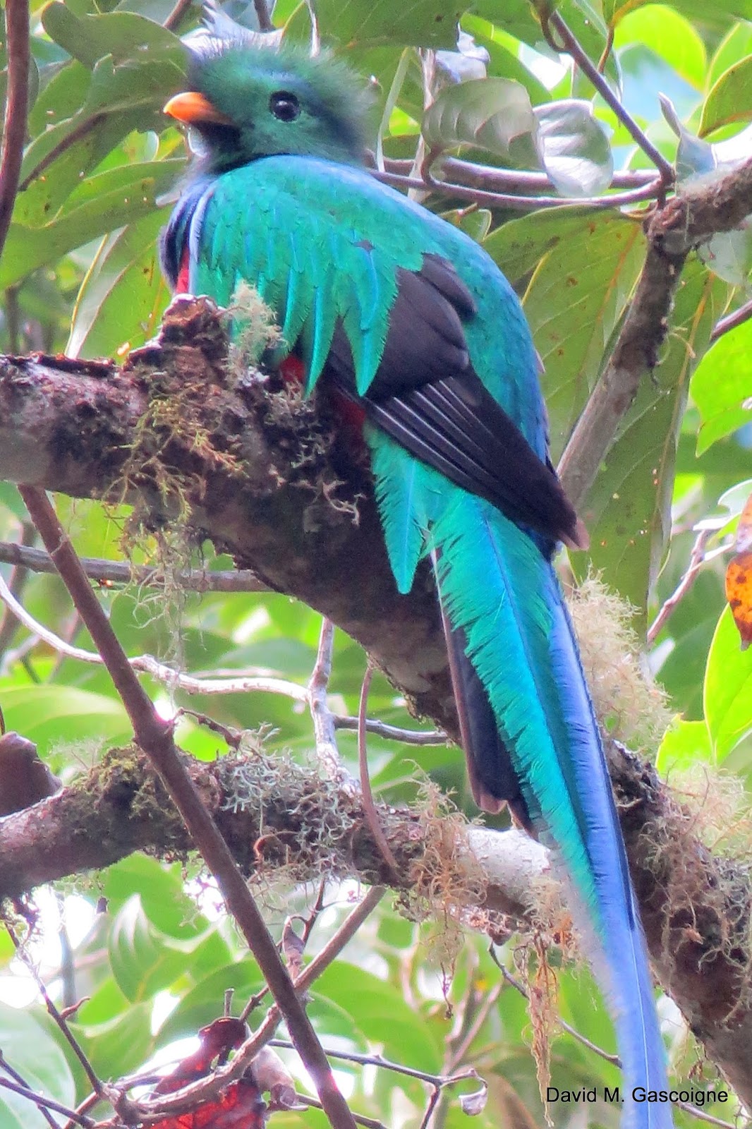 Resplendent Quetzal - Travels With Birds