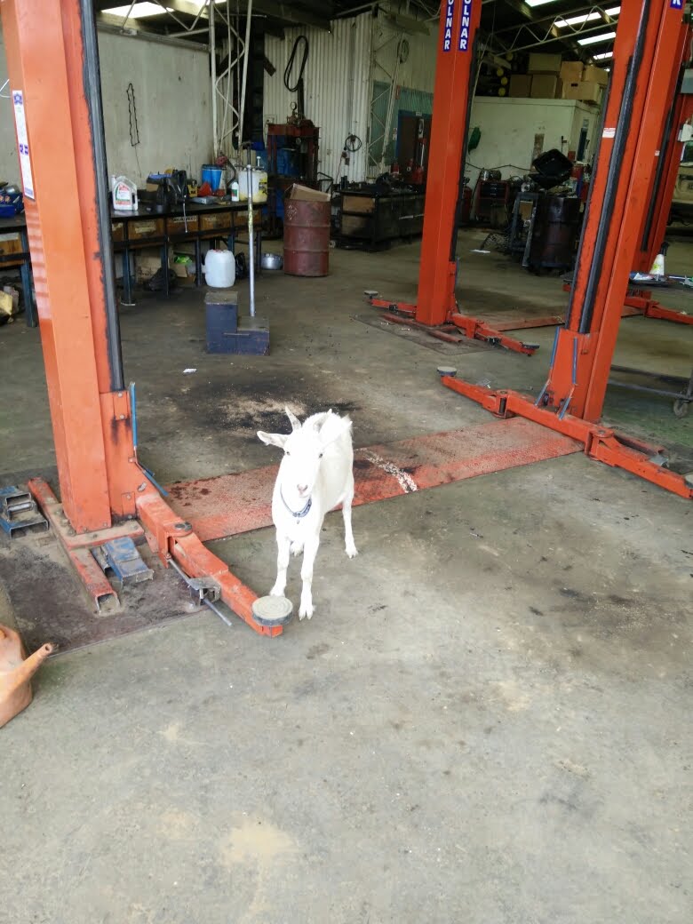 gng2png: Goat on a truck lift