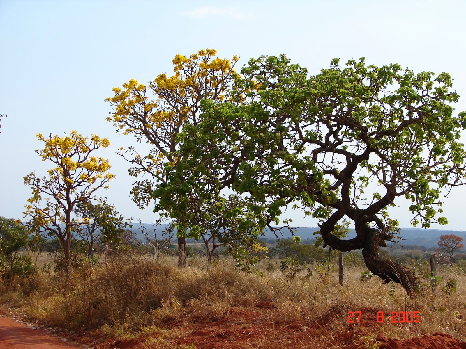 Cerrado