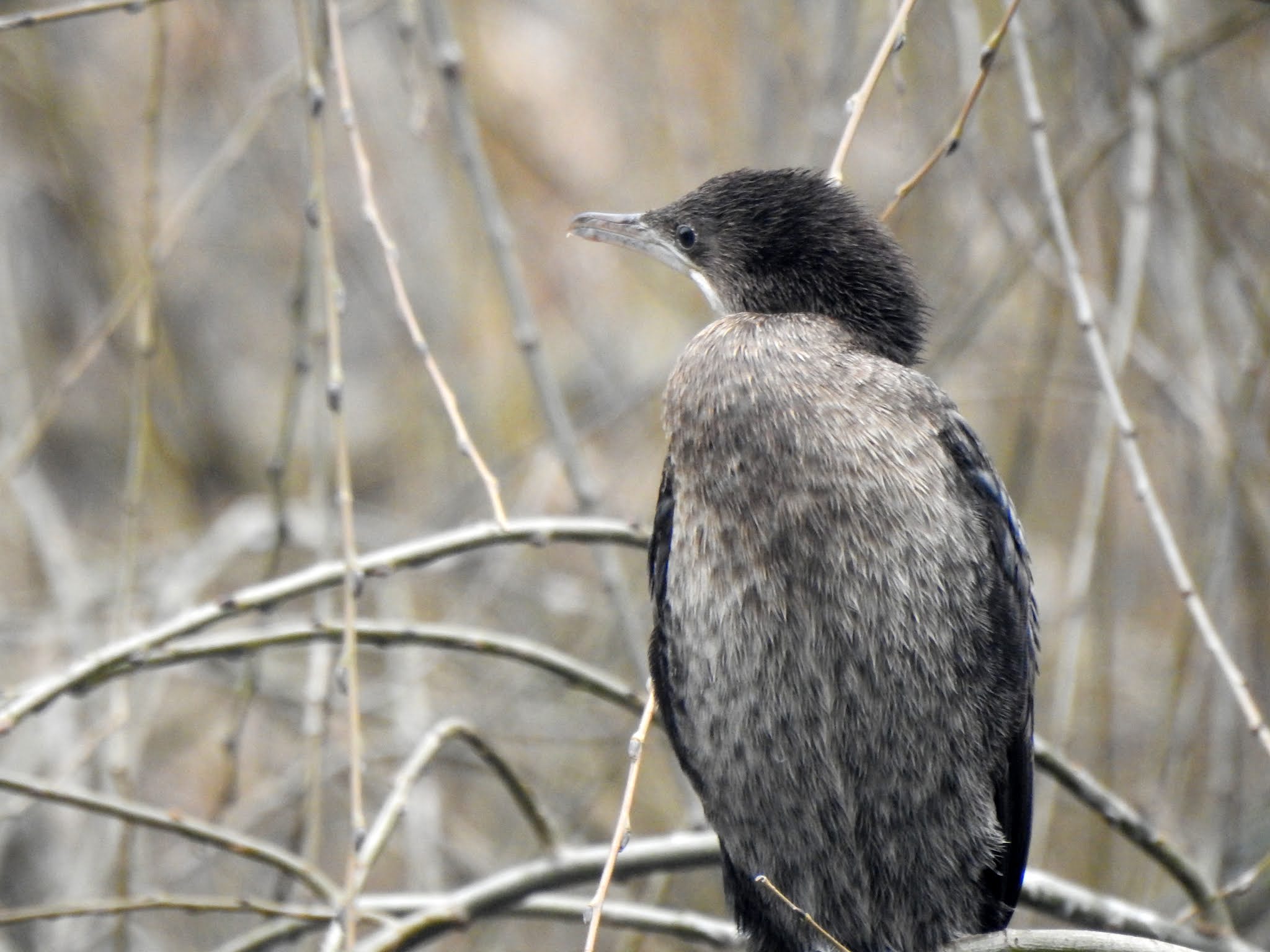 PASARI DIN ROMANIA: CORMORAN MIC, Microcarbo pygmeus
