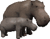 Animation Bundle: Animated Hippopotamus See Hippo Animations and Gif ...