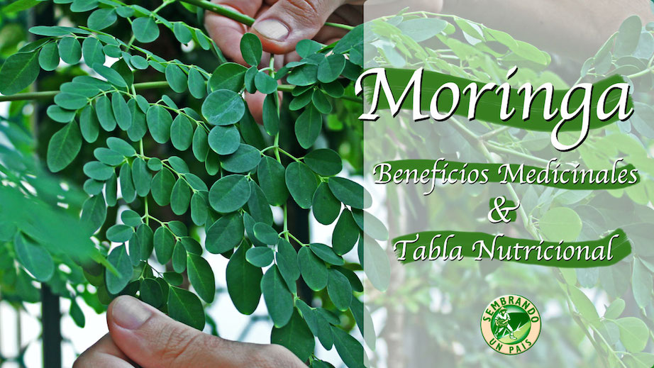 🌿Moringa: Beneficios Medicinales💚 y Tabla Nutricional🌿