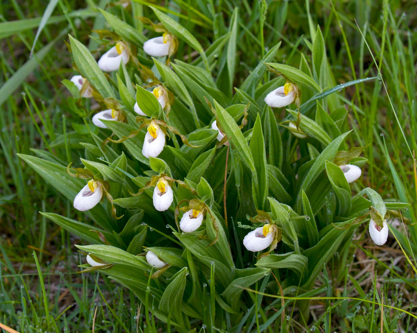 SPEED OF A PLANT: Wisconsin Orchids 2017