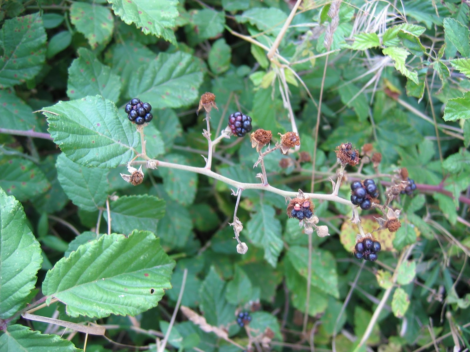 Universo Botánico: Rubus ulmifolius Schott (Zarzamora)