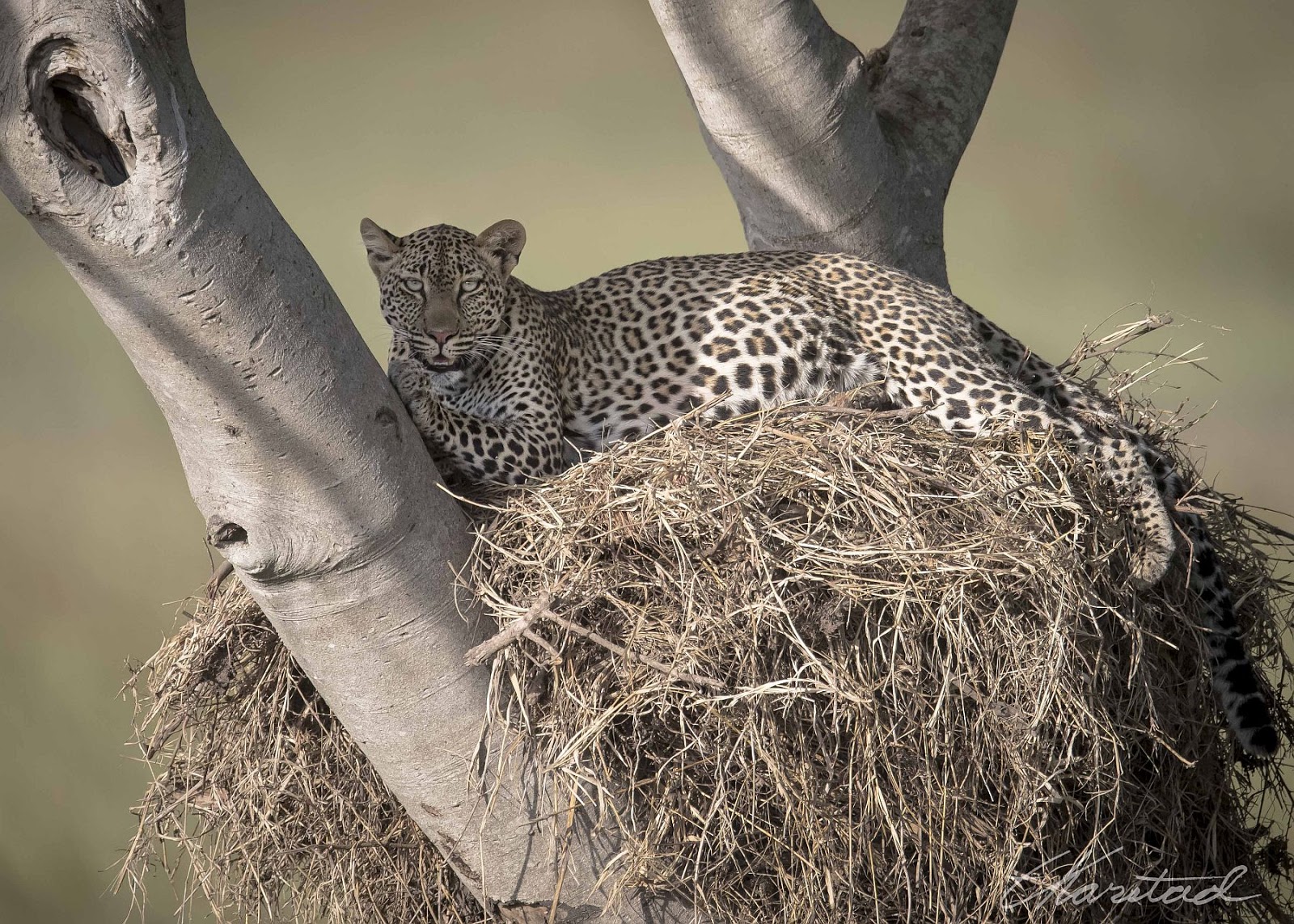 Elsen Karstad's 'Pic-A-Day Kenya': Leopard's Nest- Masai Mara Kenya, 1 ...