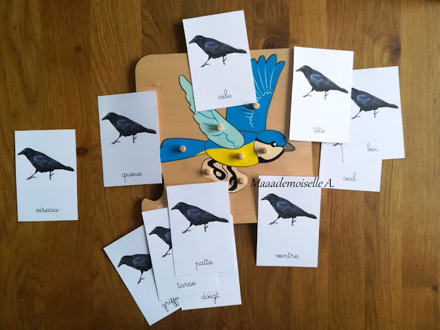 Maaademoiselle A.: || Nos activités sur les oiseaux