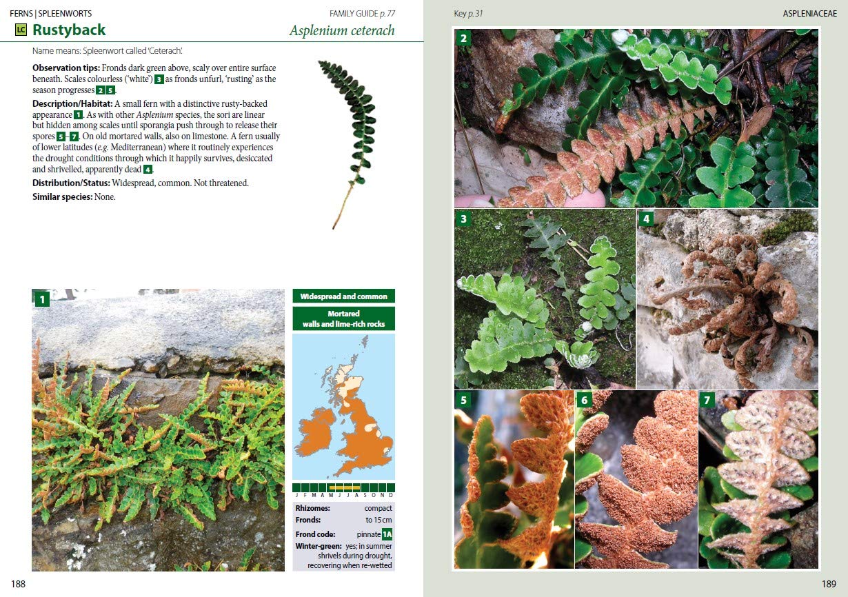 The Curious Naturalist: Britain's Ferns: A field guide to the ...