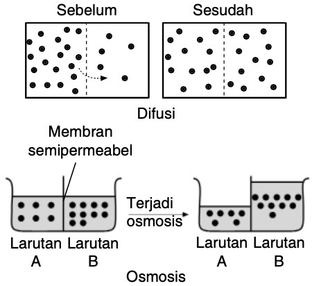 Gambarlah mekanisme transpor melalui membran sel secara difusi dan ...