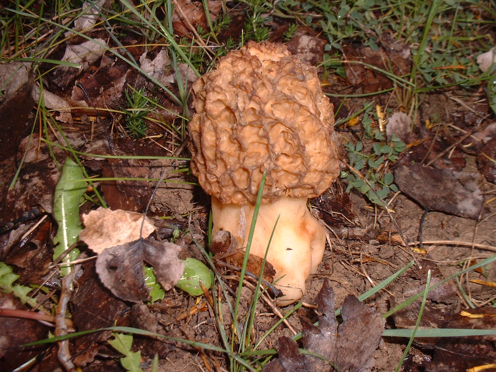 Hongos y setas Serrania Conquense: SETAS DE PRIMAVERA