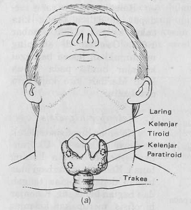 fOr YoU ^^: Makalah Sistem Endokrin