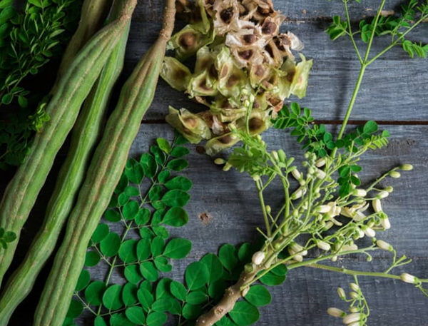 Miracle Tree: Sargavo (Moringa Oleifera)