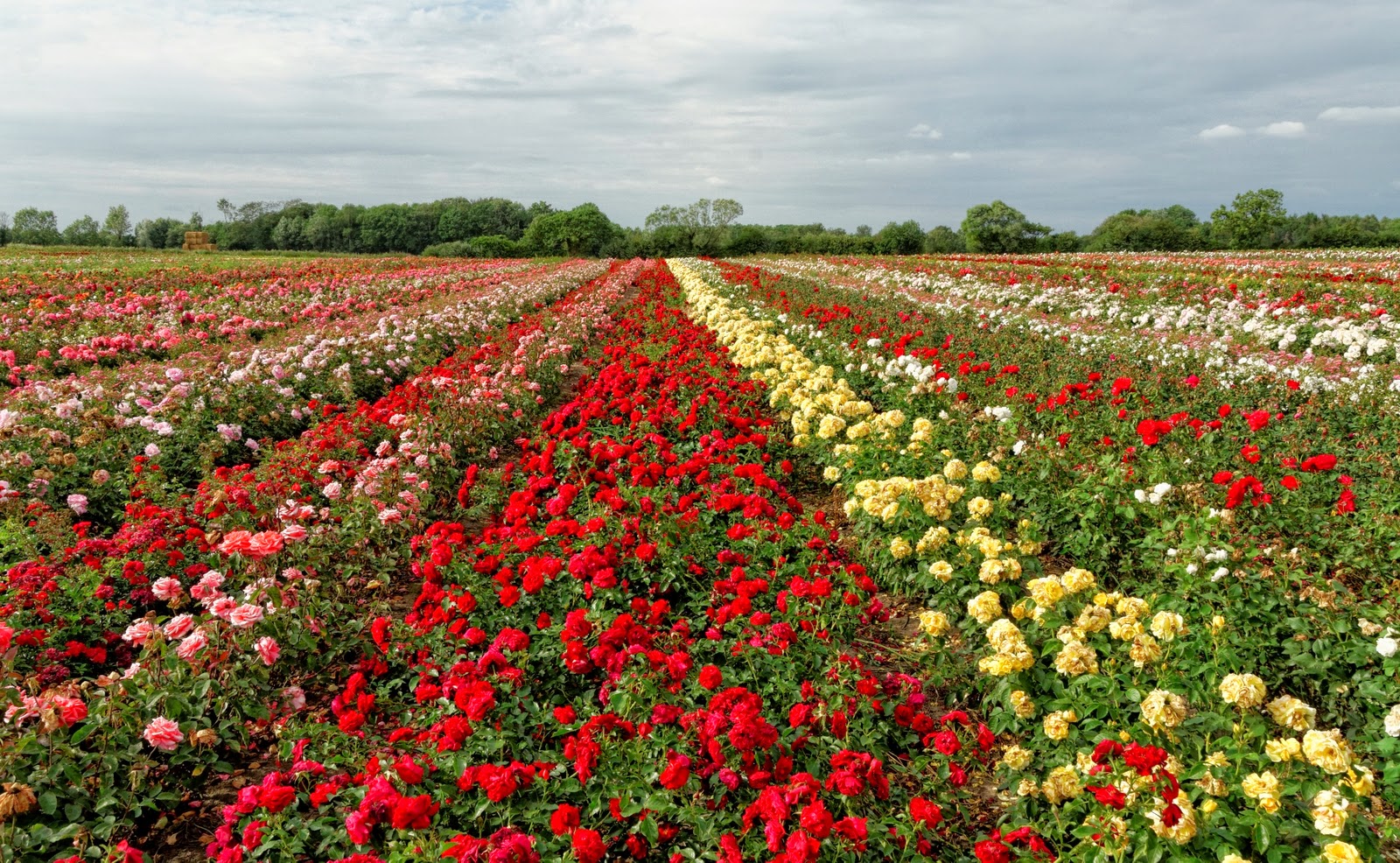 Jørgen Jensen Photography : Rose fields - Rosenmarker