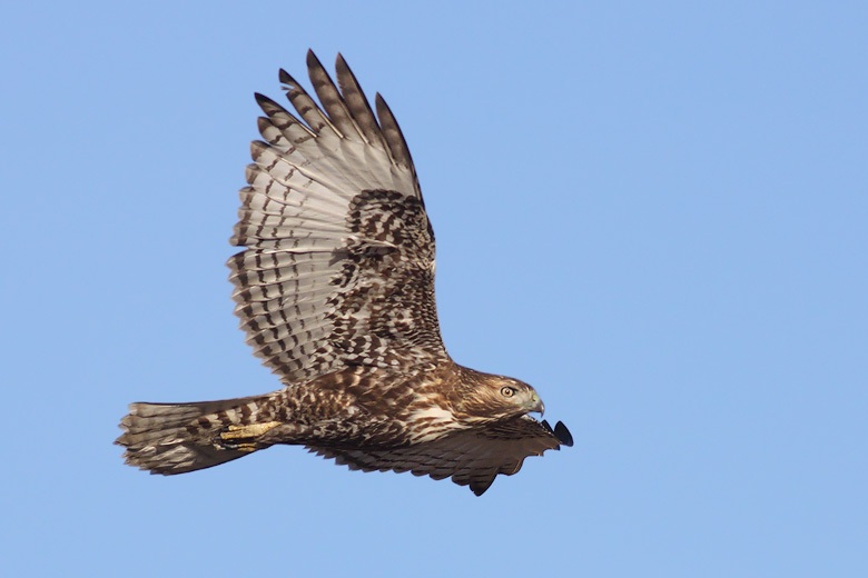 El Fogonero: Guaraguao